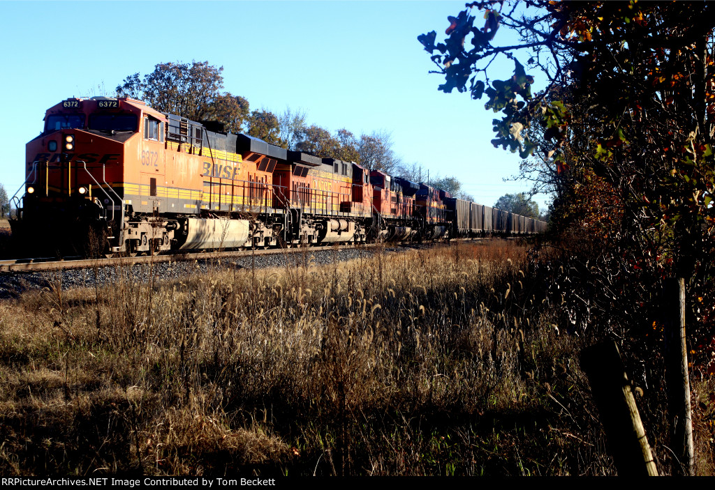 Another day, another horn